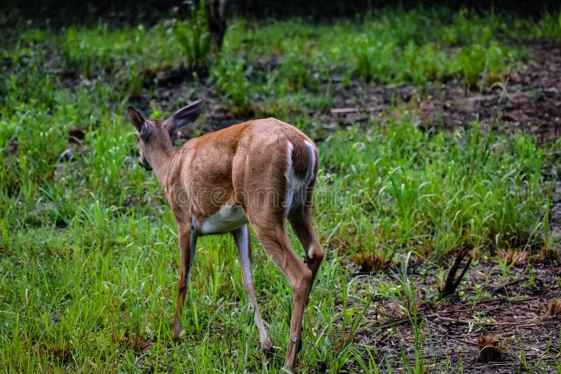 Rear View of a Grazing Deer Stock Photo - Image of grass, curiosity ...