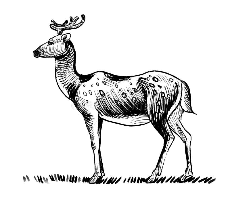 Female Deer Graphic Sketch Portrait Illustration, Front View Stock ...