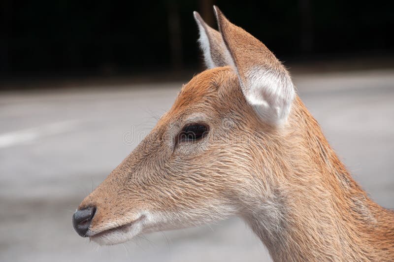 Female deer stock photo. Image of park, nature, fauna - 155301054