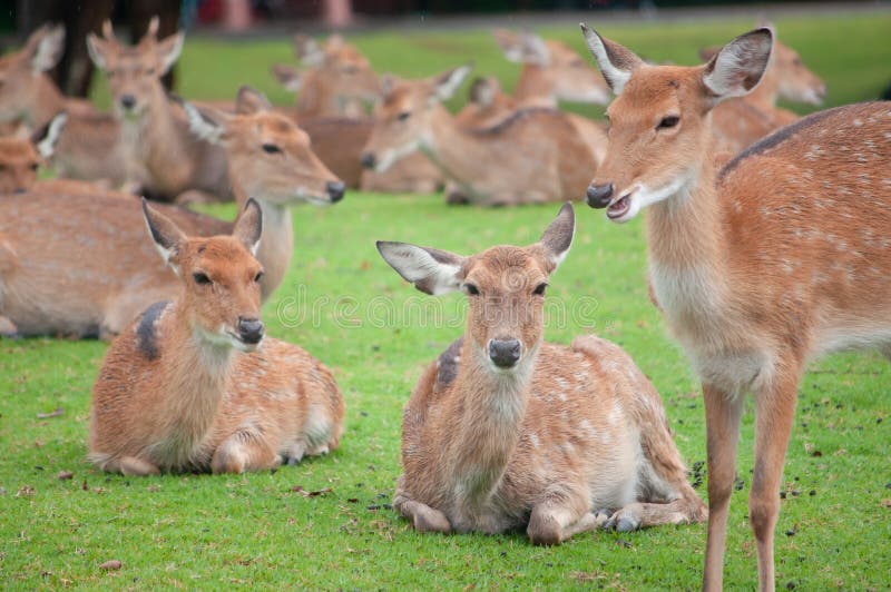 Female deer stock image. Image of natural, fauna, face - 155300681