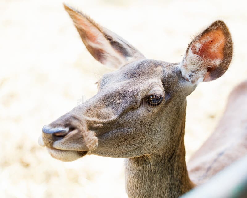 Female deer portrait stock photo. Image of captivity - 97237914