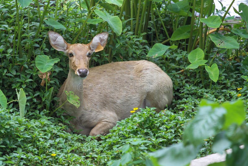378 Deer Head Down Photos - Free & Royalty-Free Stock Photos from ...