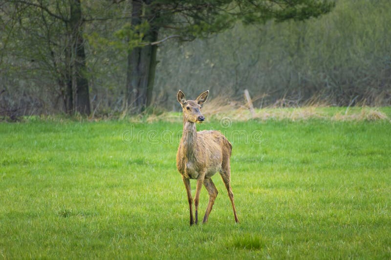 A Female Deer Standing in a Clearing Stock Image - Image of wilderness ...