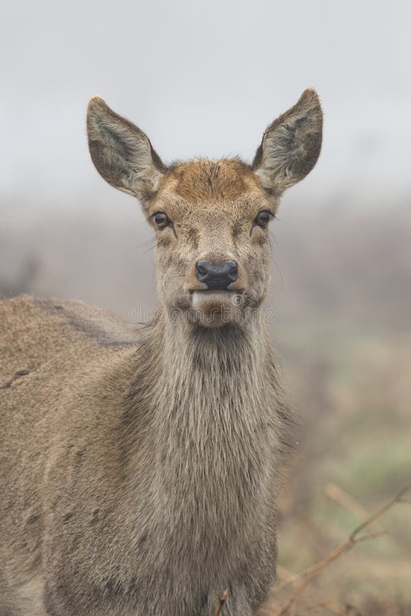 Female Deer Staring at Camera Stock Image - Image of forest, female ...