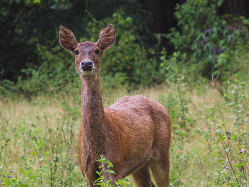 A Female Deer is Staring at the Photographer Stock Photo - Image of ...