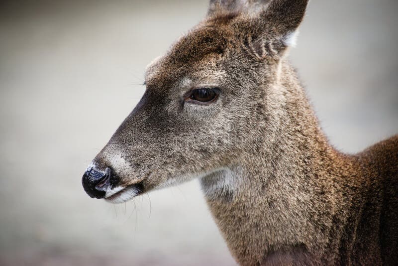 Female Deer stock photo. Image of nature, head, portrait - 66675116