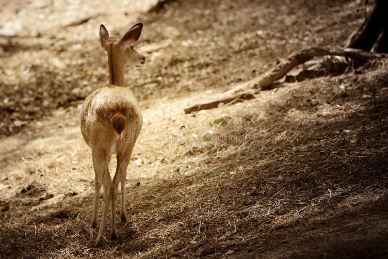 Red Deer looking back stock photo. Image of national - 136272500