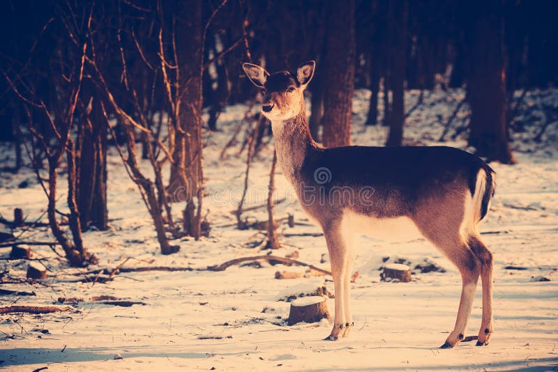 Female deer stock image. Image of legs, alone, outdoor - 123401835