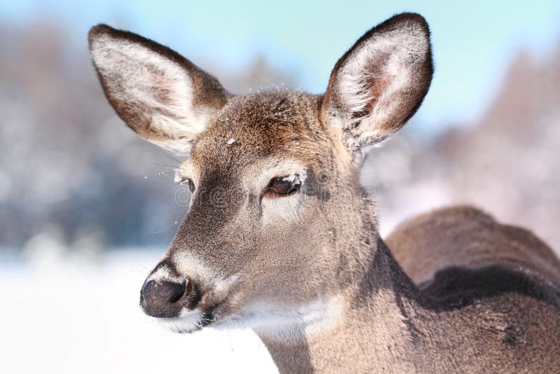Face of female deer stock photo. Image of nature, summer - 27403246