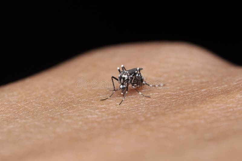 Dengue Mosquito Biting on Hand Stock Photo - Image of dengue, black ...