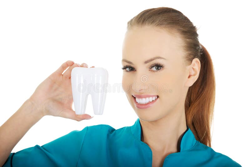 Female Dentist Holding a Tooth Model. Stock Photo - Image of ...