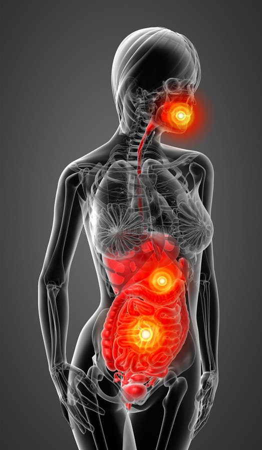 Female digestive system stock illustration. Illustration of model ...