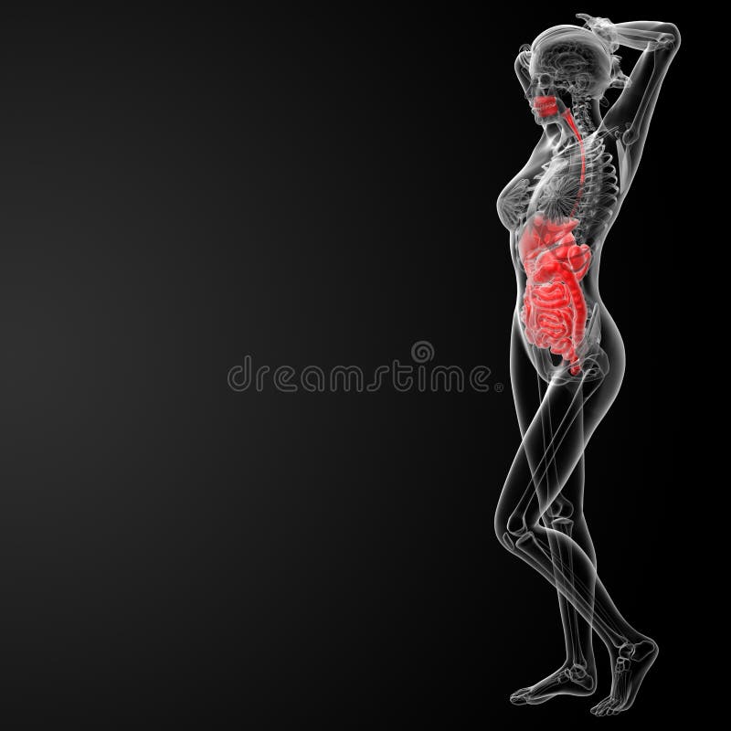 Female digestive system stock illustration. Illustration of colon ...