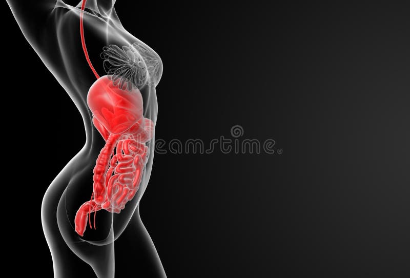 Female digestive system stock illustration. Illustration of intestine ...