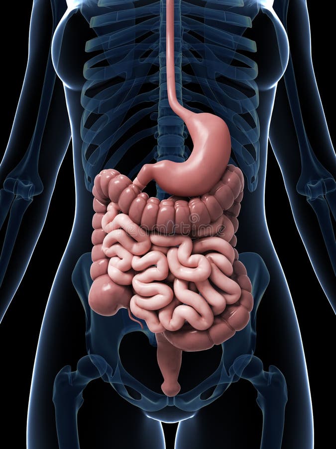 Digestive system of female stock illustration. Illustration of organ ...