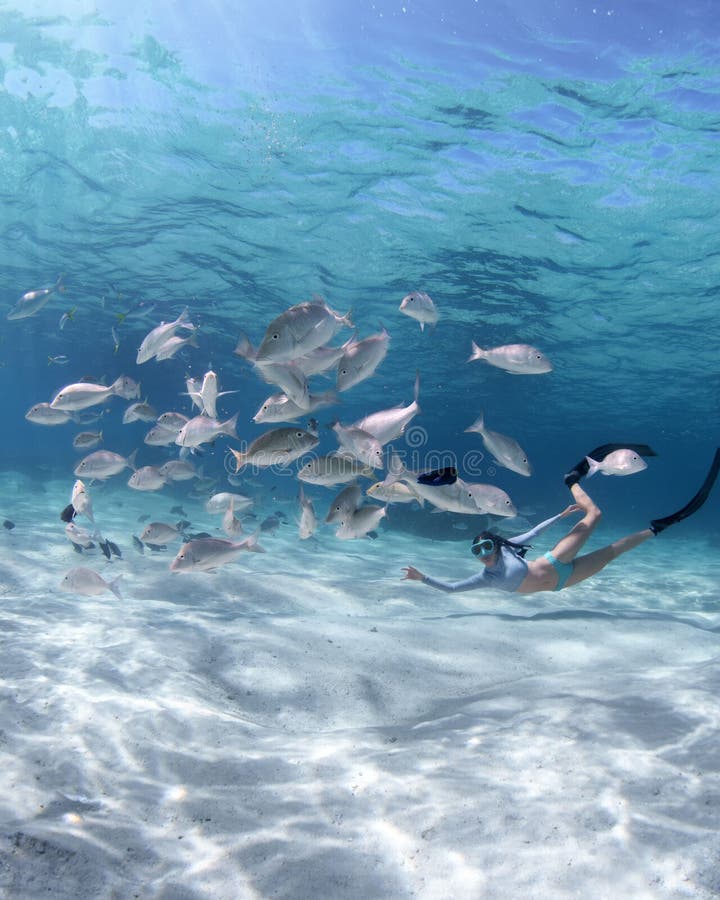 Female Diver Swimming with a Shoal Under the Ocean Stock Image - Image ...