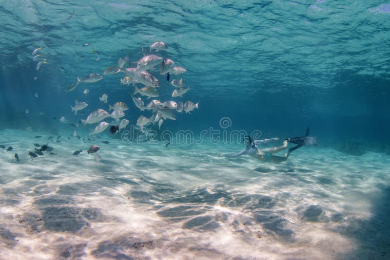 Female Diver Swimming with a Shoal Under the Ocean Stock Image - Image ...