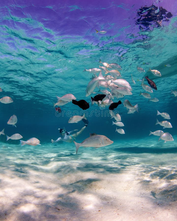 Female Diver Swimming with a Shoal Under the Ocean Stock Photo - Image ...