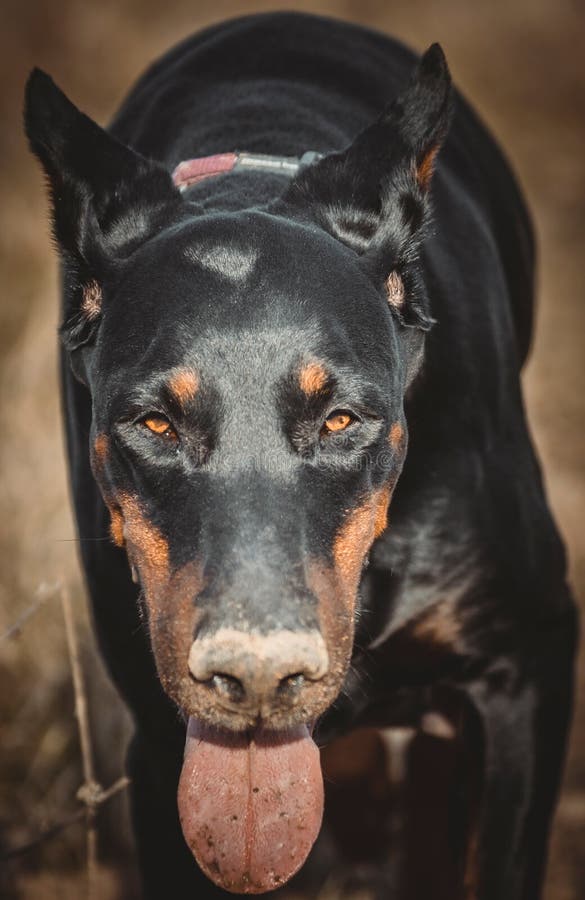 Female Doberman Pinscher stock image. Image of park, pedigree - 33972017