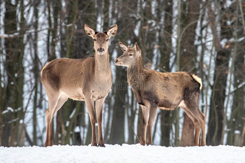 Female Roe Deer Standing in a Forest Stock Image - Image of cute ...