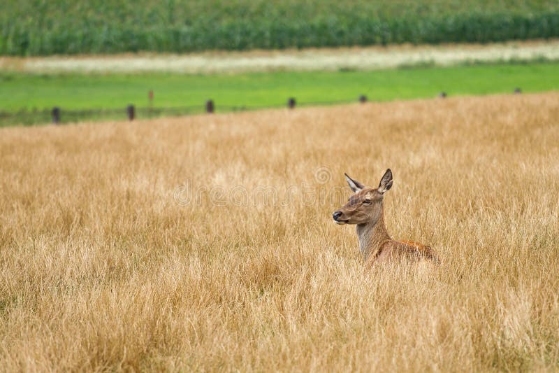 Female doe red deer stock image. Image of grass, outdoor - 44787877
