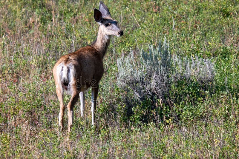 Female Doe in Yellowstone National Park Stock Photo - Image of ...