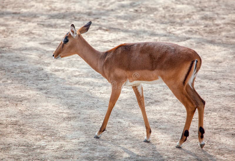 Female doe stock photo. Image of mammal, wilderness - 154834568