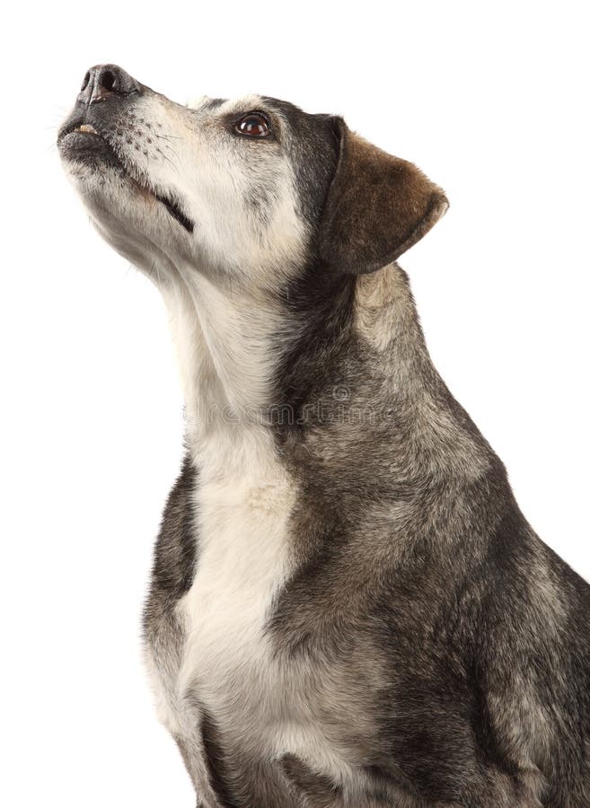 Female Dog stock image. Image of canine, dogs, puppy - 14609871