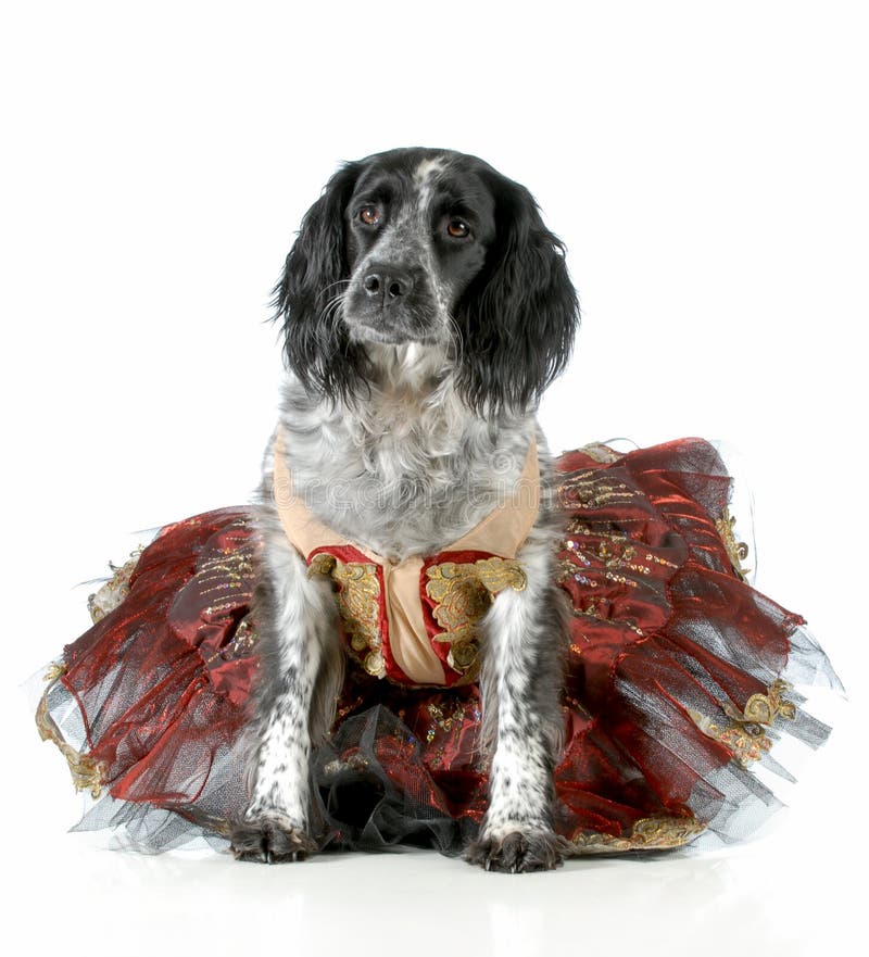 714 Dog Dancer Stock Photos - Free & Royalty-Free Stock Photos from ...