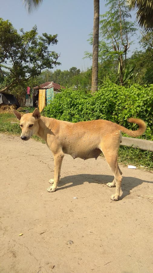 Female dog animale stock image. Image of bovine, plant - 200136675