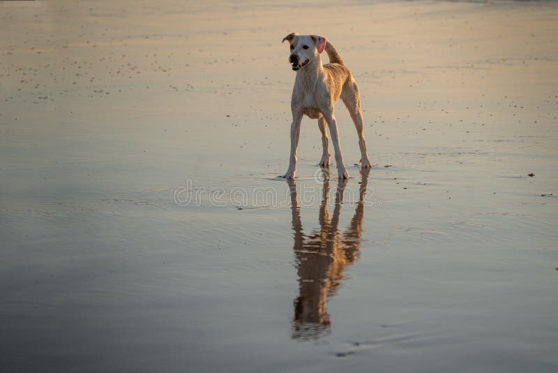 Female Dog Standing Beach Her Reflection Stock Photos - Free & Royalty ...