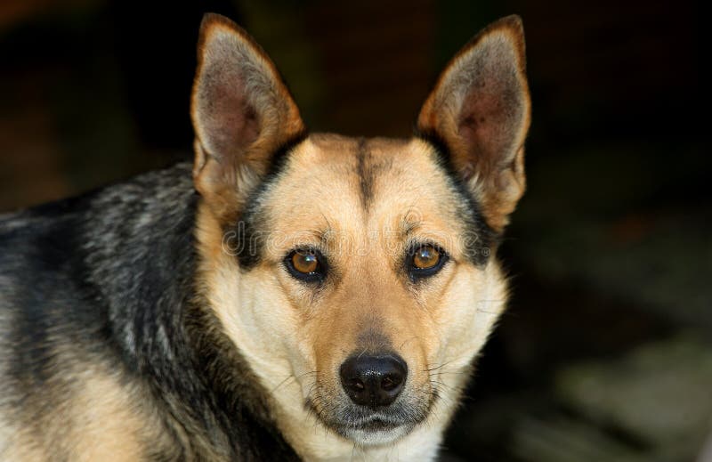 Staring dog stock image. Image of mammal, cute, lazy - 83995975