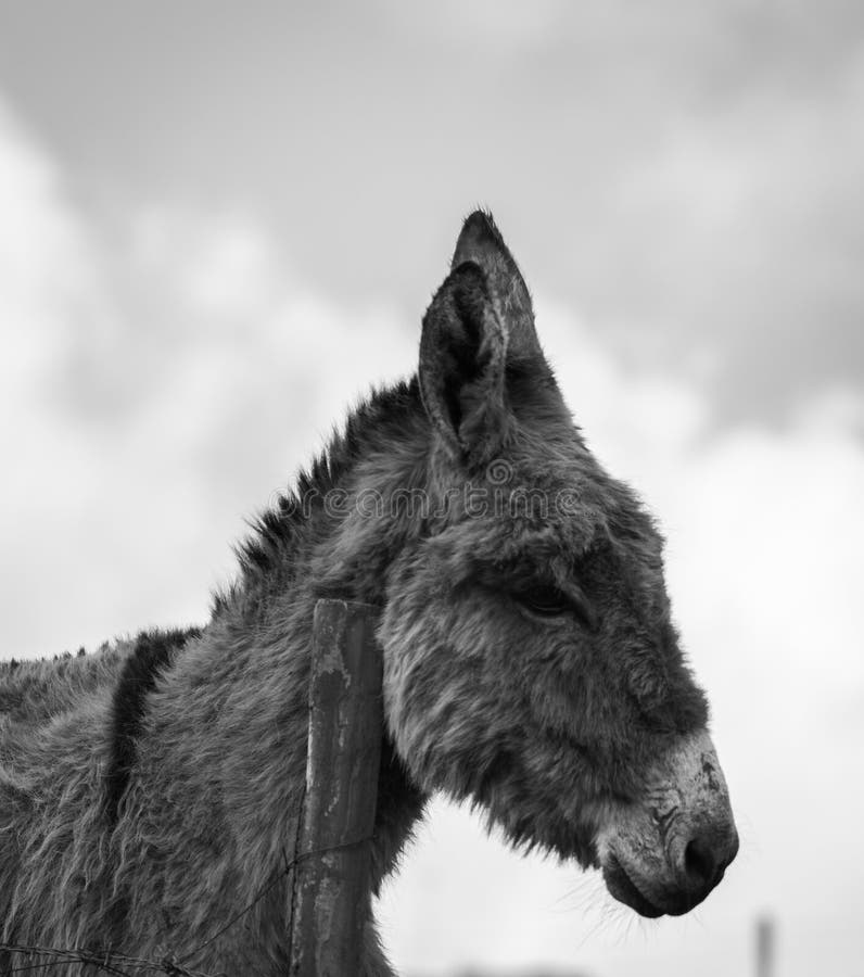 Female Donkey Having a Scratch Stock Photo - Image of post, donkey ...