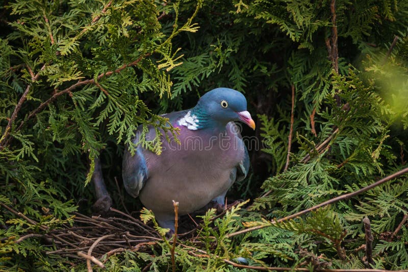 Pigeon on nesting box stock image. Image of habitat, columbidae - 9146523