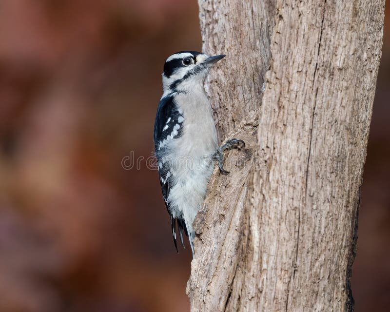 Female Downey Woodpecker on a Tree Trunk Stock Image - Image of bird ...