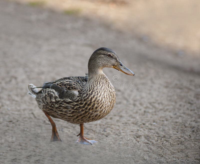 Female duck stock photo. Image of animal, ornithology - 20716146