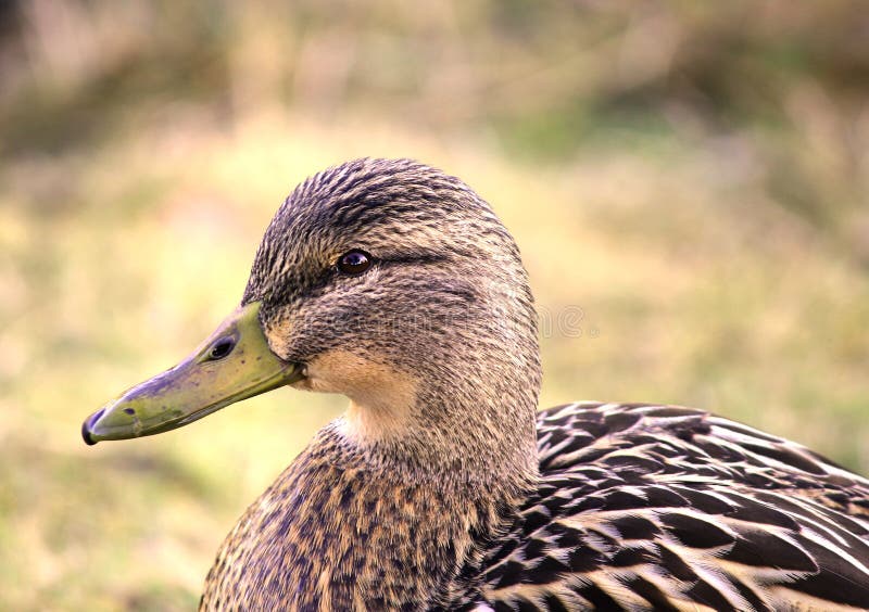 Female Duck stock photo. Image of animal, bunch, water - 38174704