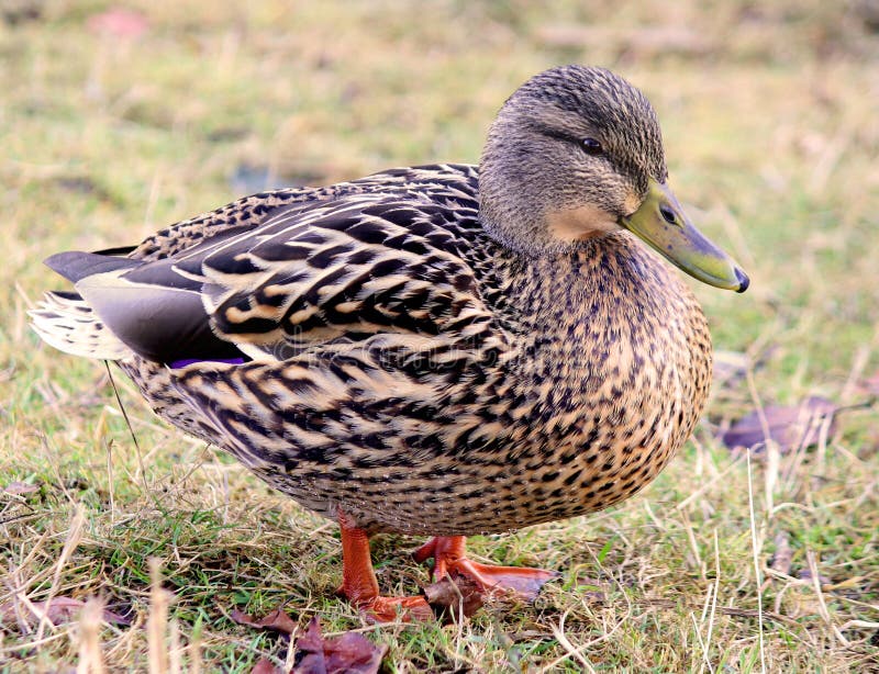 Female Duck stock image. Image of drake, ocean, animal - 38174719