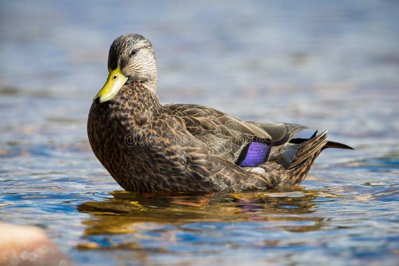 A female duck stock photo. Image of nature, blue, ontario - 64011860