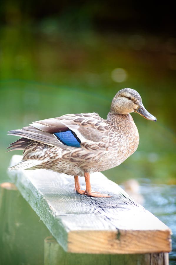 A female duck on the bench stock photo. Image of isolated - 25752326