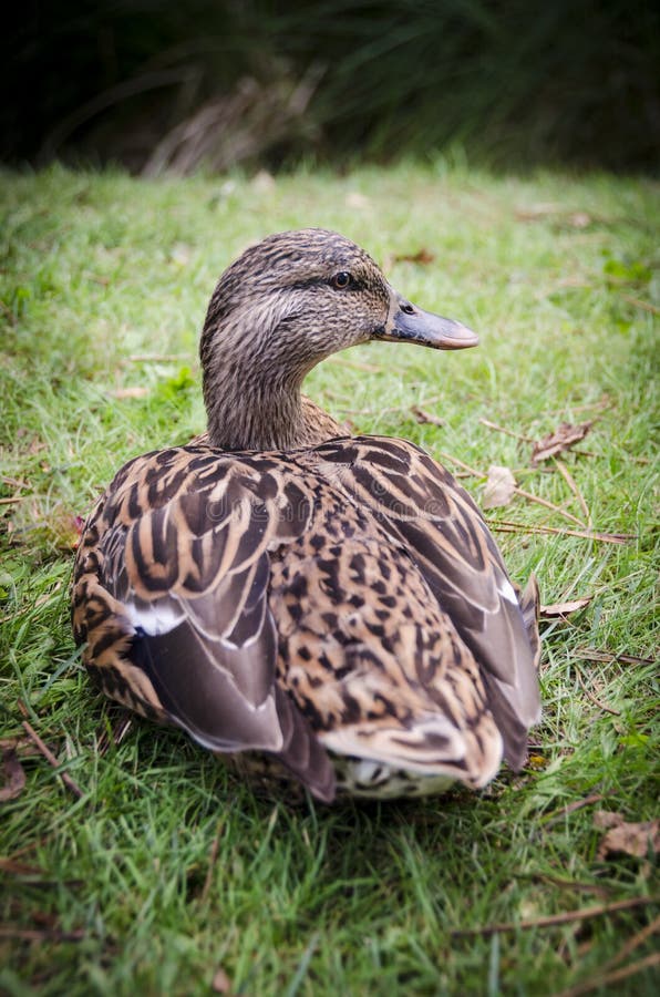 Female Duck stock photo. Image of nature, female, mallard - 150448028