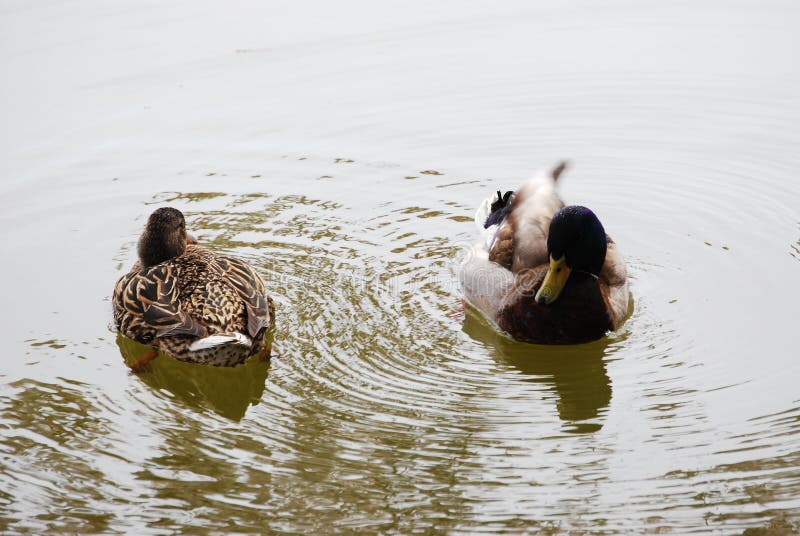 Female Duck Circled by Drake Stock Photo - Image of motion, courtship ...