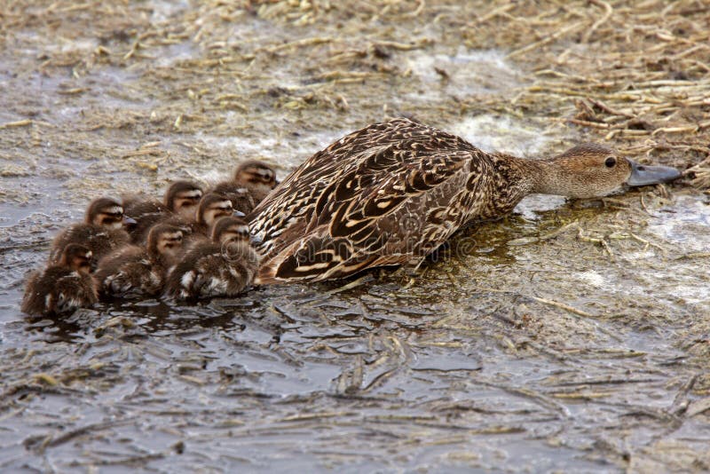 Female duck and ducklings stock photo. Image of canada - 15067064