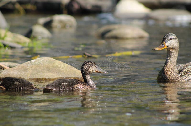 Female duck with ducklings stock image. Image of bird - 72921701