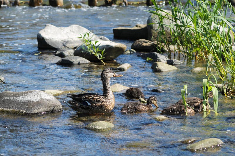 Female duck with ducklings stock photo. Image of babies - 72922054