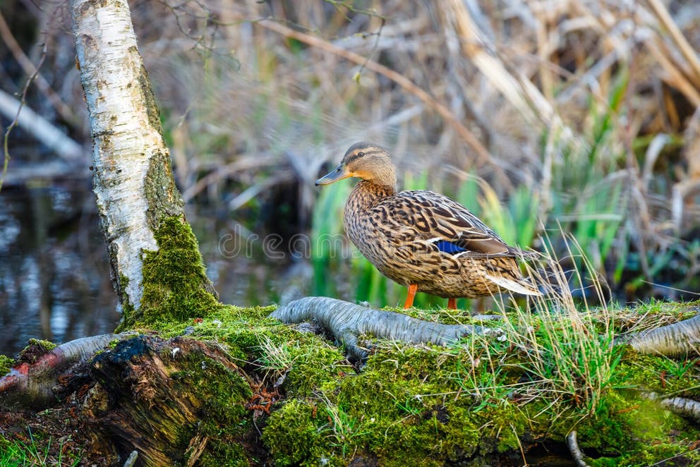 A Female Duck on the Edge of the Lake Stock Image - Image of green ...