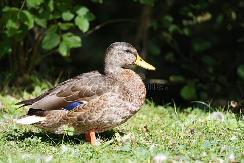 Female duck stock photo. Image of wild, duck, female - 265323628