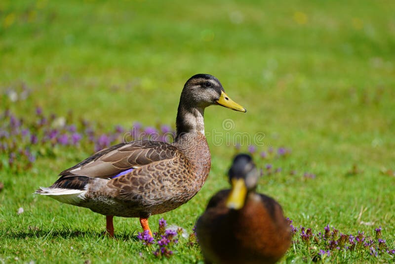 Female duck stock image. Image of animal, female, grass - 265323631