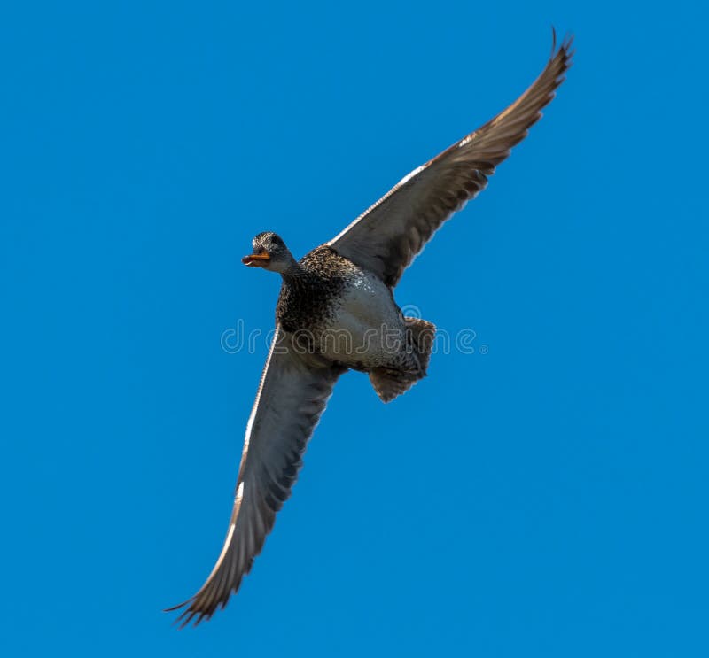 Female Duck in Flight stock image. Image of beautiful - 189264391