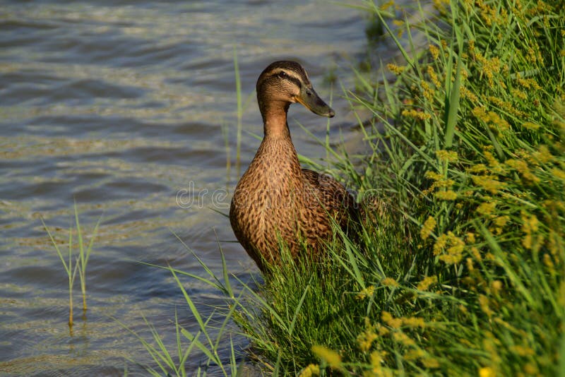 Female Duck in the Green Grass Near the Water Stock Image - Image of ...